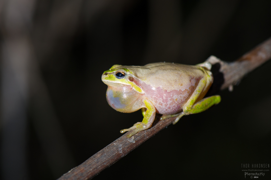 Lemon-yellow Tree Frog from Pafos, Kypros on June 10, 2014 at 08:25 PM ...