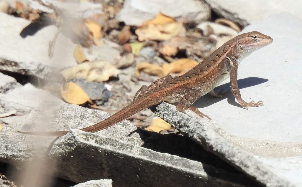 Rose-bellied Lizard from Salinas Victoria, Nuevo León, Mexico on ...