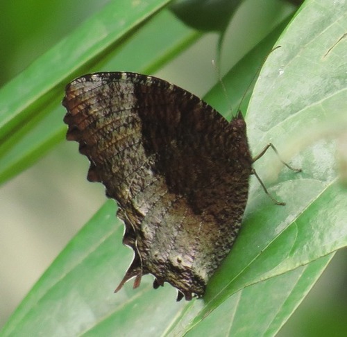 Sri Lankan Palmfly (Elymnias singhala) · iNaturalist United Kingdom