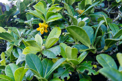 Genus Roussea · iNaturalist