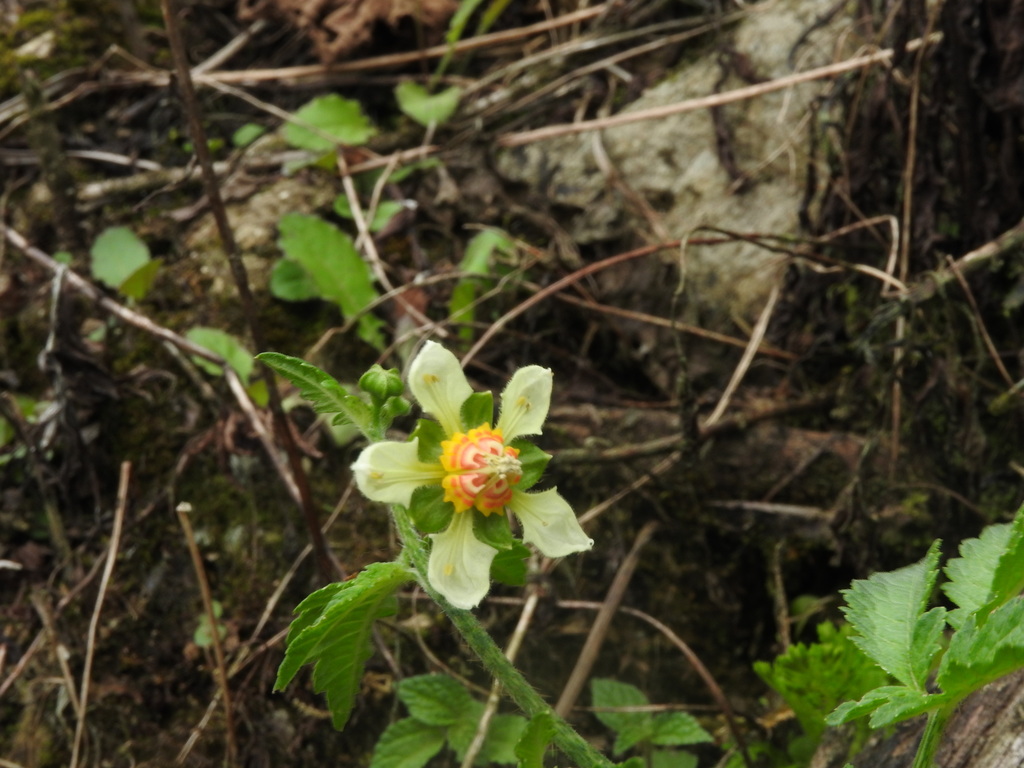 Nasa triphylla papaverifolia from Baños Canton, Ecuador on February 11 ...