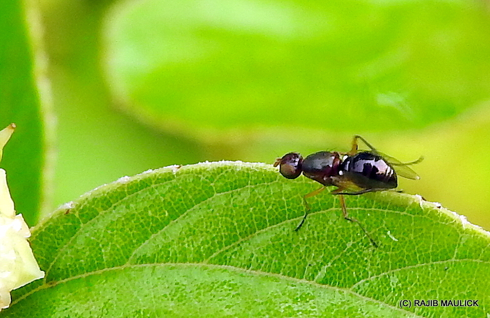 Black Scavenger Flies from Bardhaman, West Bengal, India on September ...