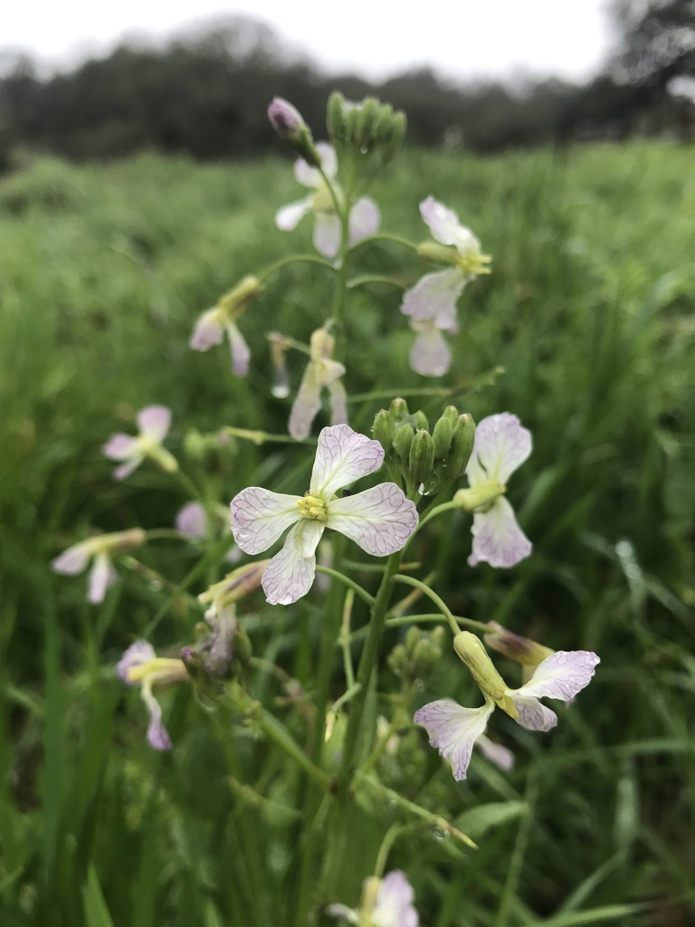 wild radish from Sonoma Valley Regional Park, Glen Ellen, CA, US on February 8, 2017 at 01:34 PM ...