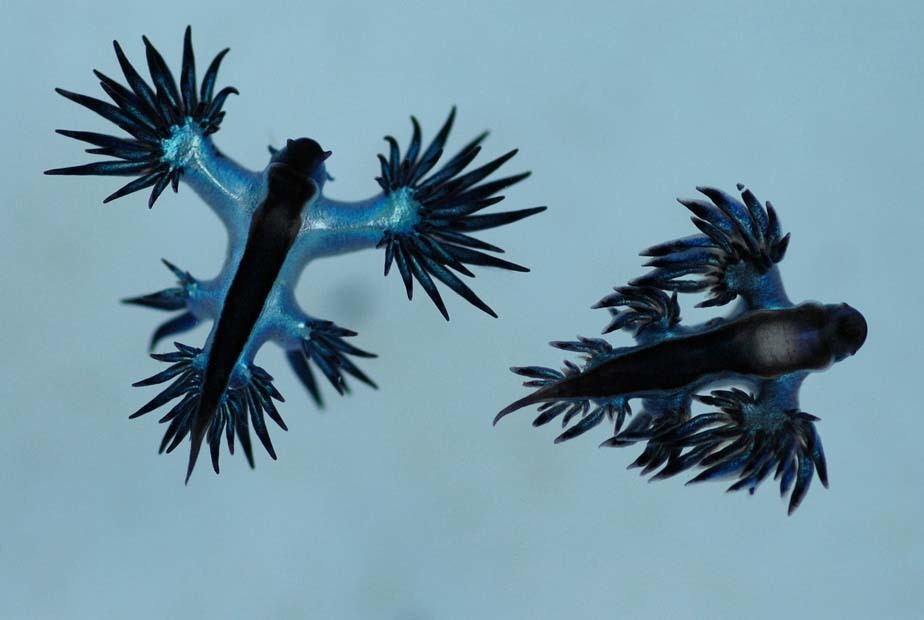 Glaucilla bennettae from Arrawarra NSW 2456, Australia on April 10 ...