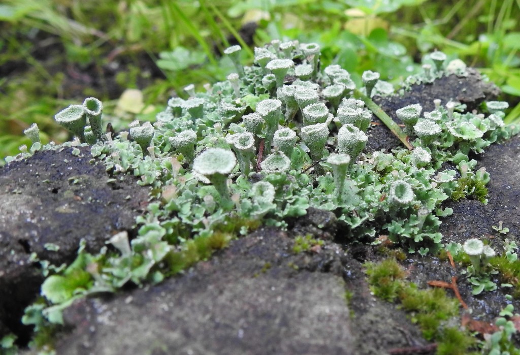 Pixie Cup Lichens from 2820 Charneca de Caparica, Portugal on February 16, 2020 at 10:48 AM by ...