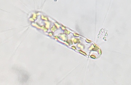 Corethron (Marine Phytoplankton of the Grand Strand Region of SC ...