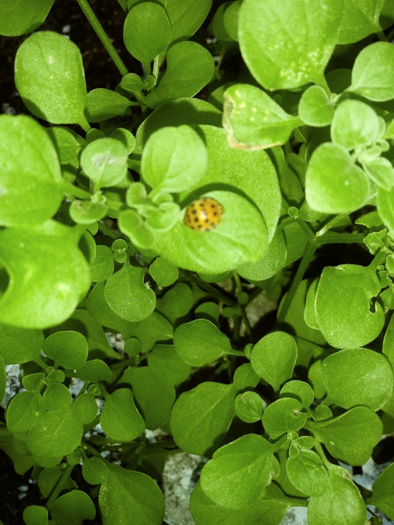 Hadda Beetle from B1914, Buenos Aires, Argentina on February 27, 2020 ...