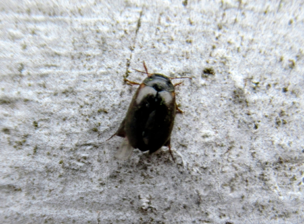 Hydroporus planus from Groningen, Oostersluis, 9731 AA Groningen ...