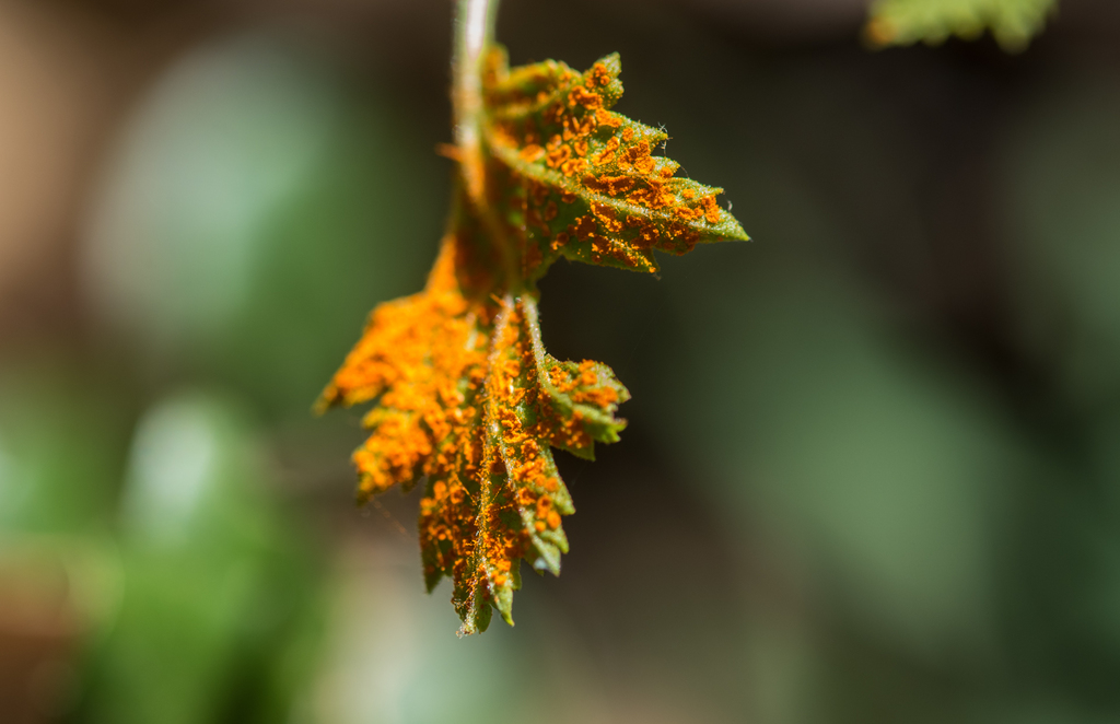 blackberry orange rust from Los Angeles, CA, USA on February 25, 2020 ...