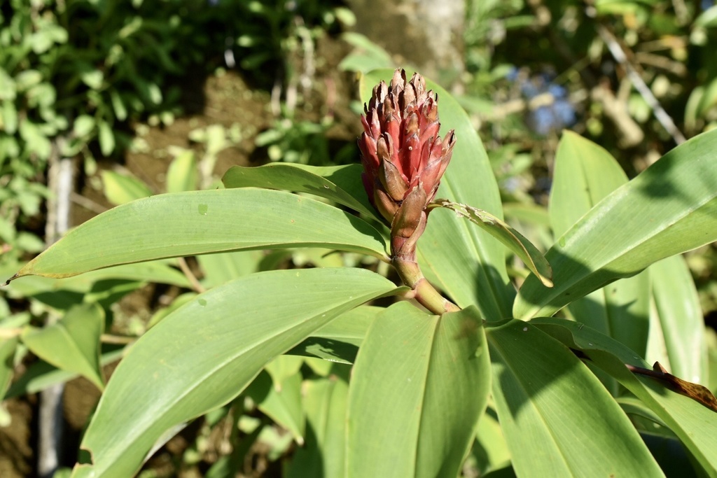 Crêpe ginger from Comalcalco, TAB, MX on September 12, 2018 at 09:39 AM ...