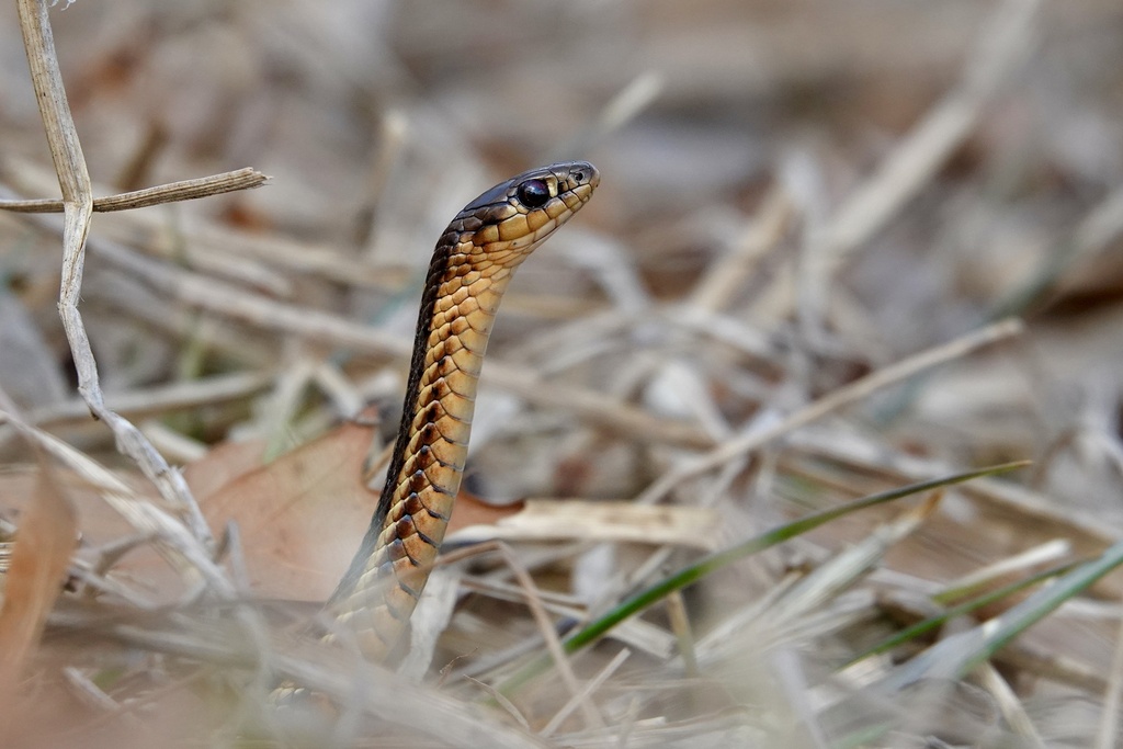Butler's Garter Snake in March 2026 by Russ Jones · iNaturalist