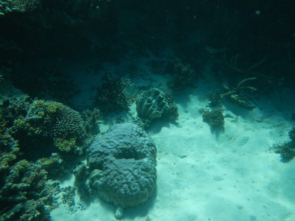 Bear Paw Clam in July 2014 by Kevin Gevaert · iNaturalist
