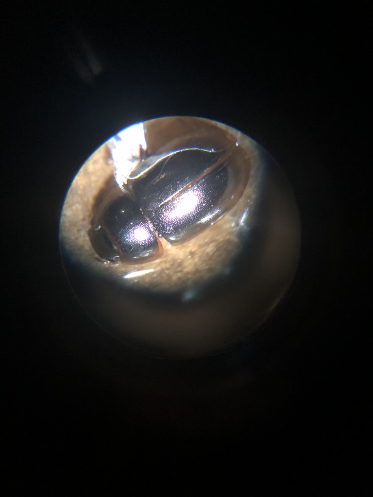 Cymbiodyta from Pitt Meadows, BC, CA on March 10, 2026 at 08:50 PM by ...