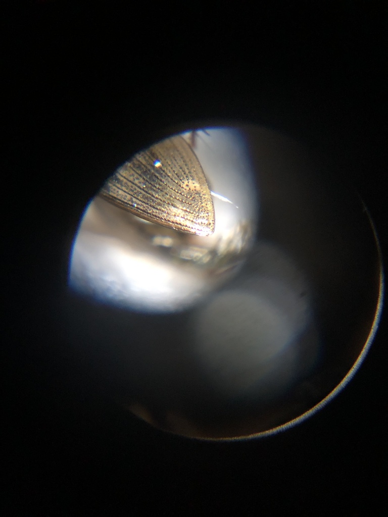 Berosus from Brookswood, Langley, BC, CA on March 10, 2026 at 09:31 PM ...