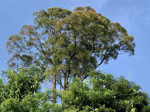 Shorea ferruginea · iNaturalist
