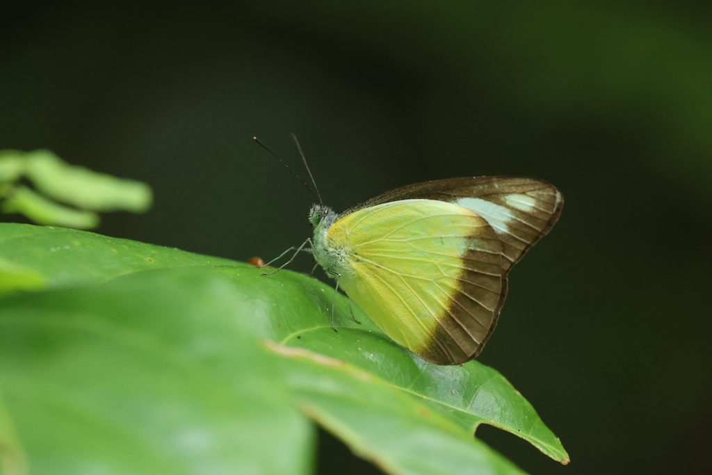 Chocolate Albatross from Bananga, Andaman and Nicobar Islands 744302 ...