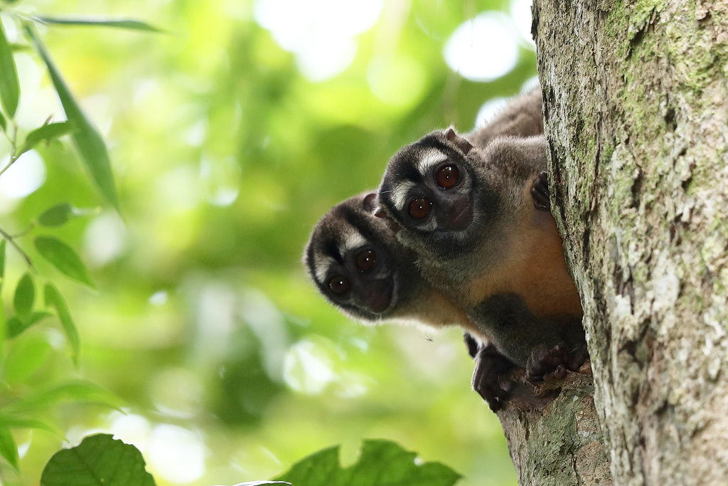 Night Monkey Taxonomy