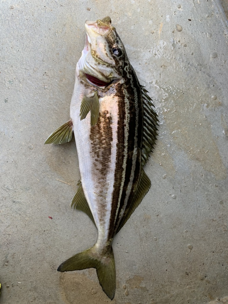 Striped Trumpeter from Îles Saint Paul et Amsterdam, TF on December 27 ...