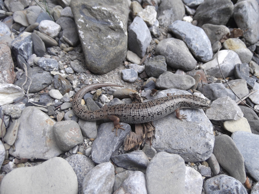 Pygmy Alligator Lizard in March 2012 by Manuel Nevárez. Hembra adulta ...