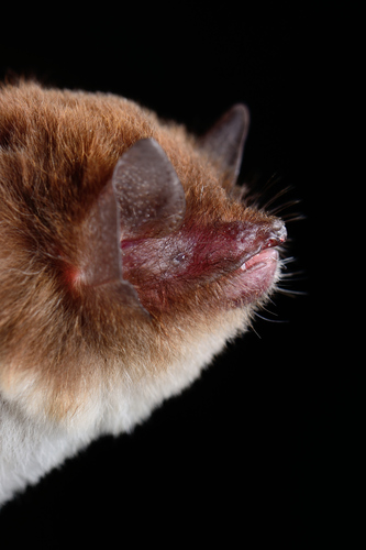 Spix's Disk-winged Bat (Thyroptera tricolor) · iNaturalist