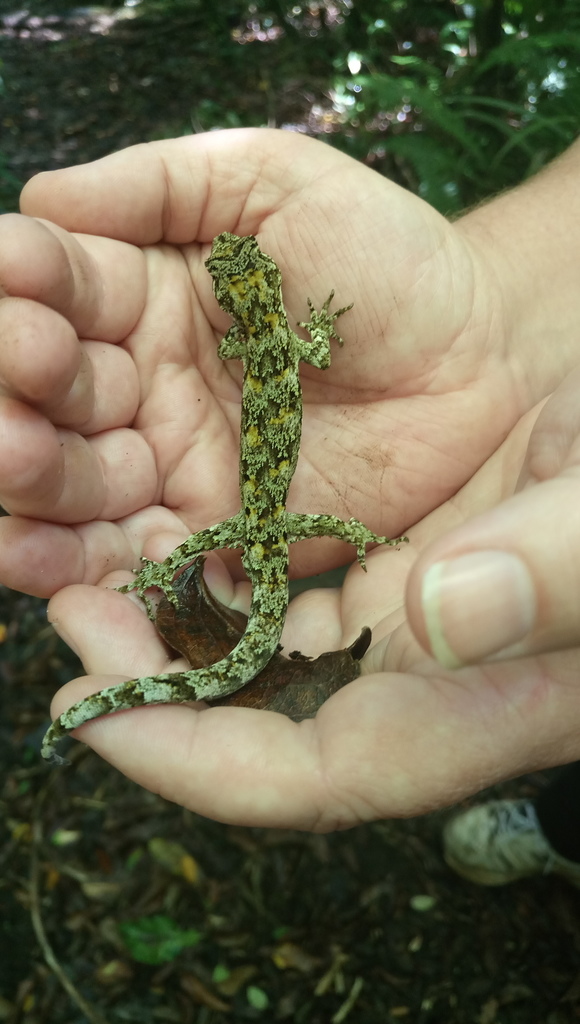 Forest Gecko in February 2020 by Vaughan Harrop · iNaturalist