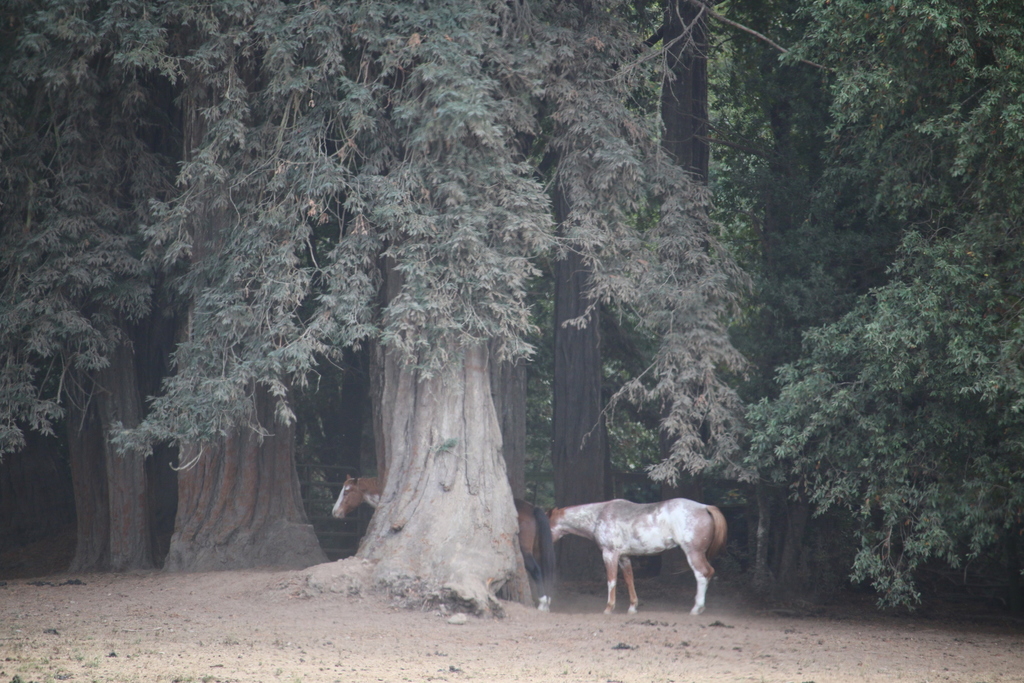 Domestic Horse from Marin County, CA, USA on October 23, 2015 at 01:21 ...