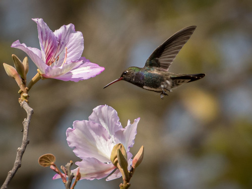 Subespecies Chionomesa lactea lactea · iNaturalist Mexico