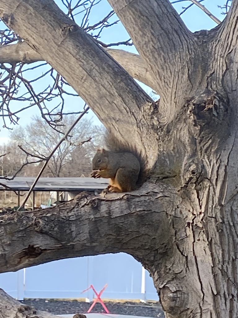 Fox Squirrel from W Seventh Ave, Kennewick, WA, US on February 29, 2020 ...