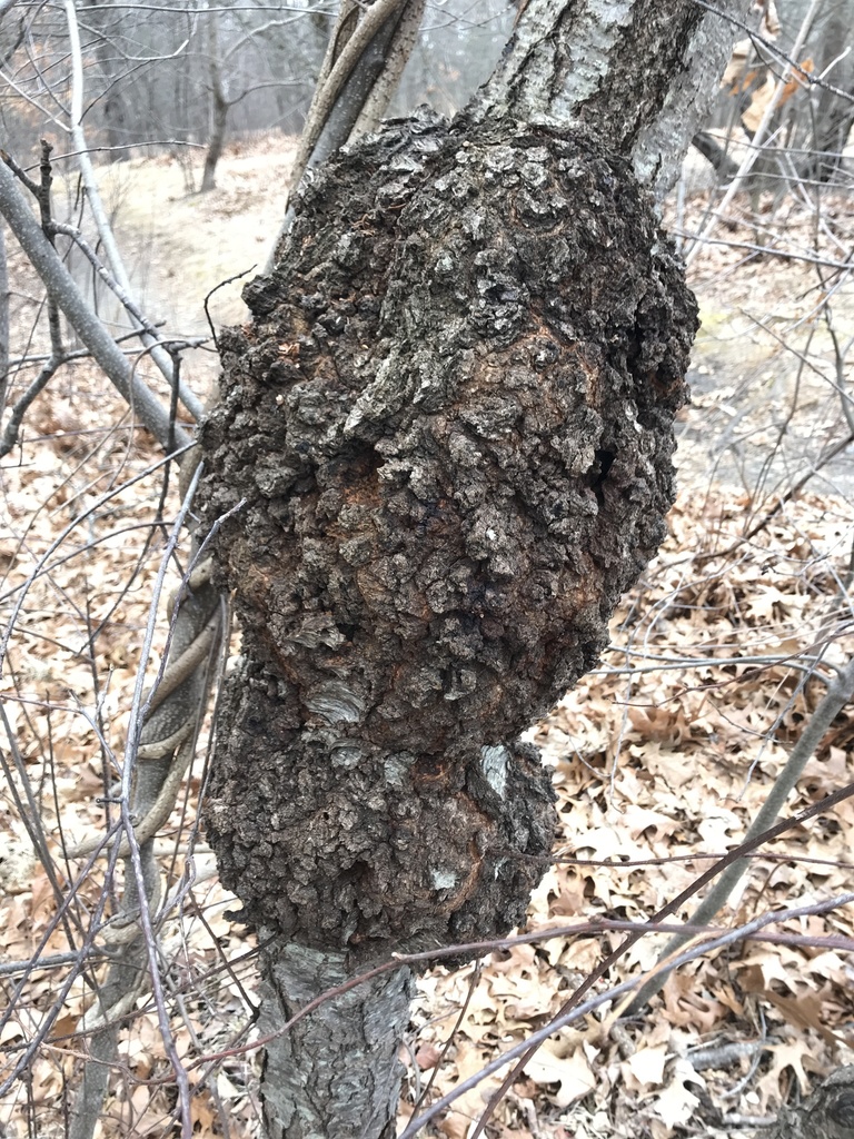 bacterial crown gall from Massachusetts Ave, Lexington, MA, US on ...