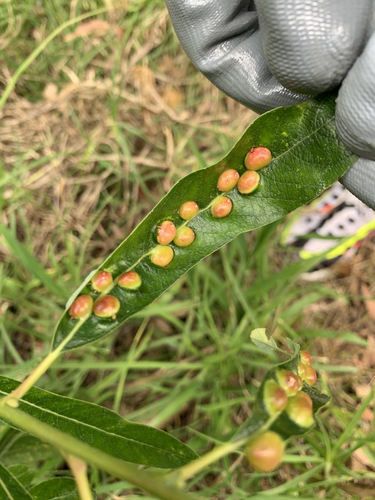 Willow Apple Gall Sawfly from UCLA Anderson School of Management, Los ...