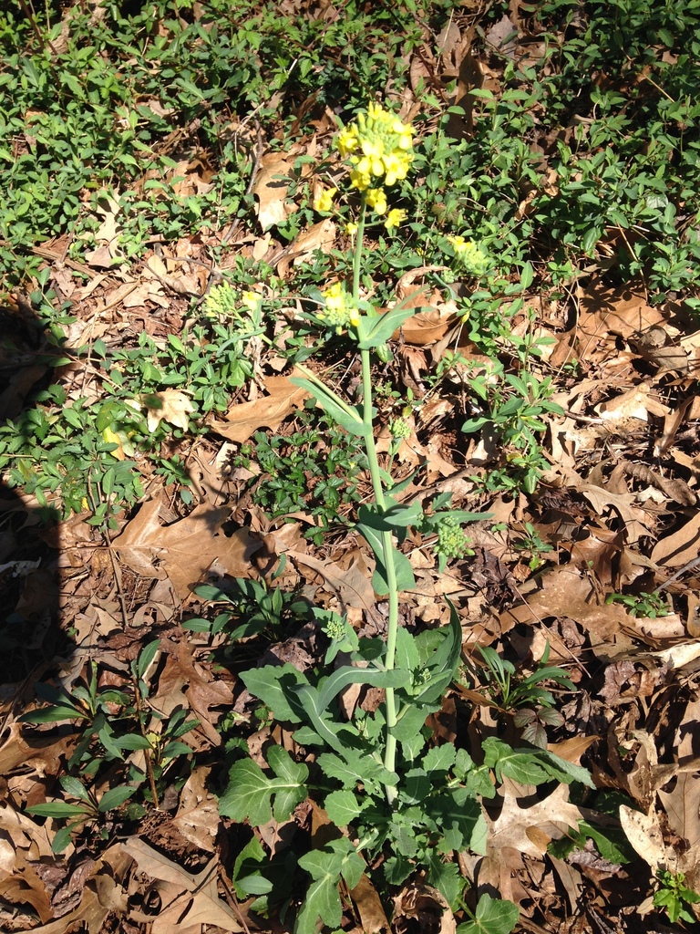field mustard from South Knoxville, Knoxville, TN 37920, USA on March ...