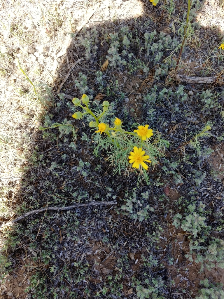 Spiny Goldenweed from Sahuarita, AZ 85629, USA on February 29, 2020 at ...
