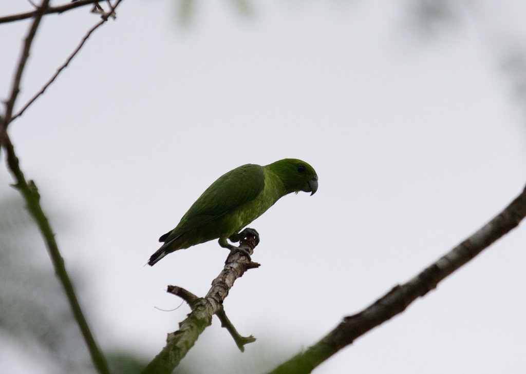 Green Racquet-tail (Prioniturus luconensis) - Avian Discovery