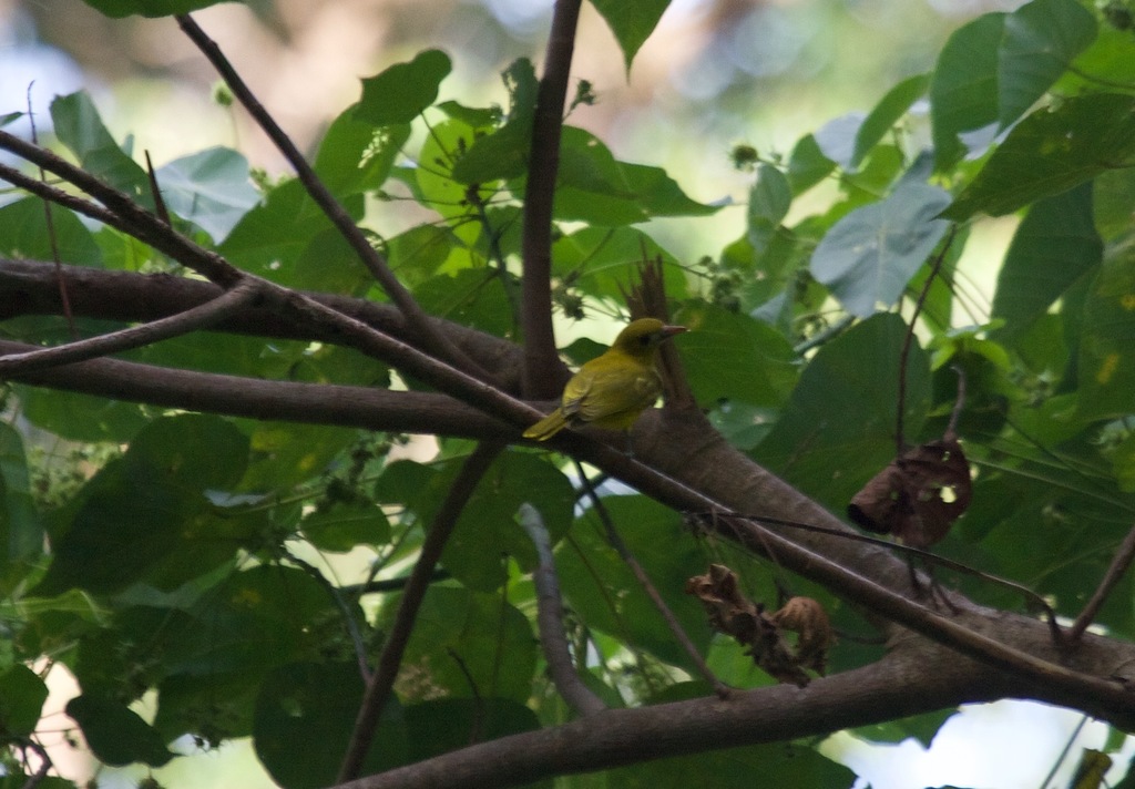 White-lored Oriole (Oriolus albiloris) - Avian Discovery