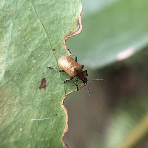 Genus Mecoprosopus · iNaturalist