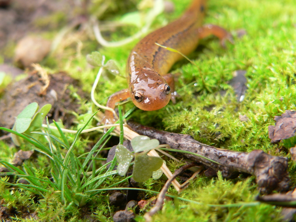 Brook Salamanders from Sullivan County, TN, USA on October 31, 2015 by ...