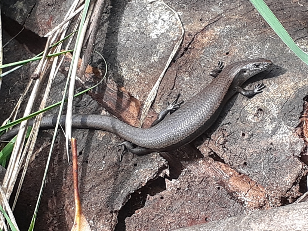 Southern Forest Coolskink from Unnamed Road, Mount Macedon VIC 3441 ...