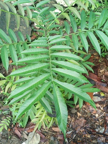 Peronema canescens · iNaturalist United Kingdom