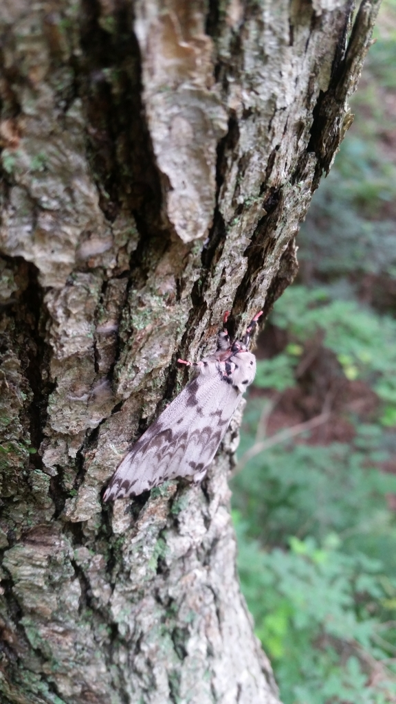 Pink Lymantria Moth from Suseong-gu, Daegu, South Korea on July 8, 2018 ...