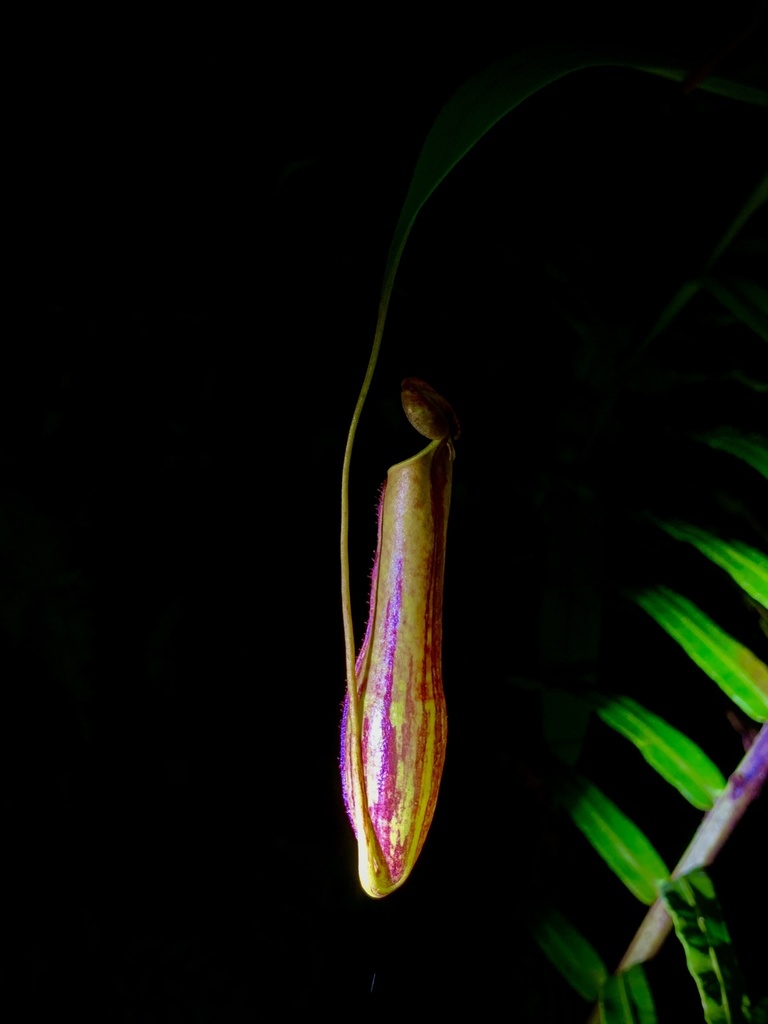 Slender Pitcher-Plant from Kota Kinabalu, Sabah, MY on March 01, 2020 ...