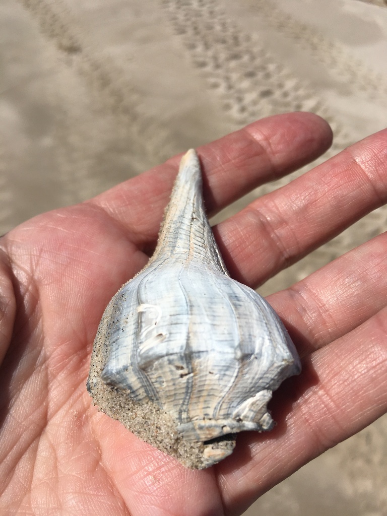 Texas Lightning Whelk from Cameron, LA, US on February 29, 2020 at 12:26 PM by Barbara Morris ...