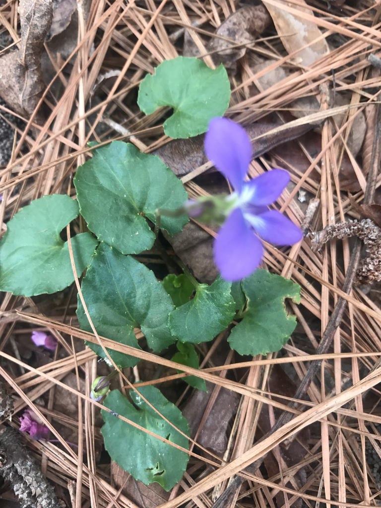 eastern American blue violets from Martin Dies, Jr. State Park, Jasper ...