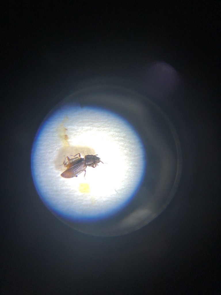 Hydraena in March 2026 by james cui · iNaturalist