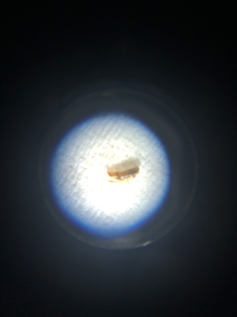 Berosus sayi from Pacific Spirit Regional Park, Greater Vancouver, BC ...