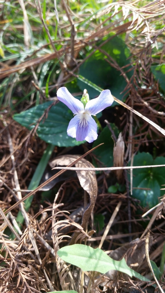 eastern American blue violets from Jasper, TX 75951 on February 11 ...