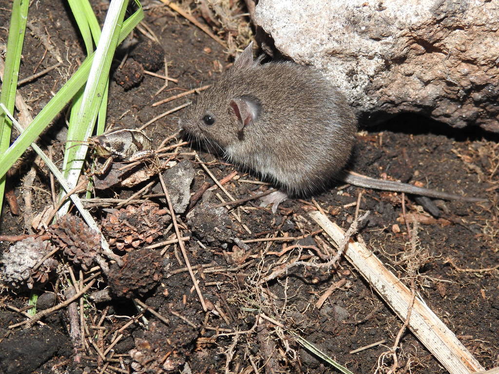 Northern Pygmy Mouse from Cd. de México, México on November 7, 2019 at ...