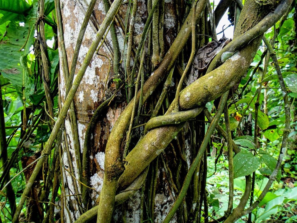 Caapi from Santo Domingo, Ecuador on January 10, 2020 by Rachel Lowy ...