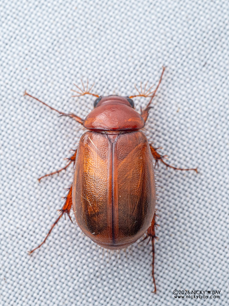 June Beetles from Cacolo, Angola on February 11, 2026 at 04:50 AM by ...