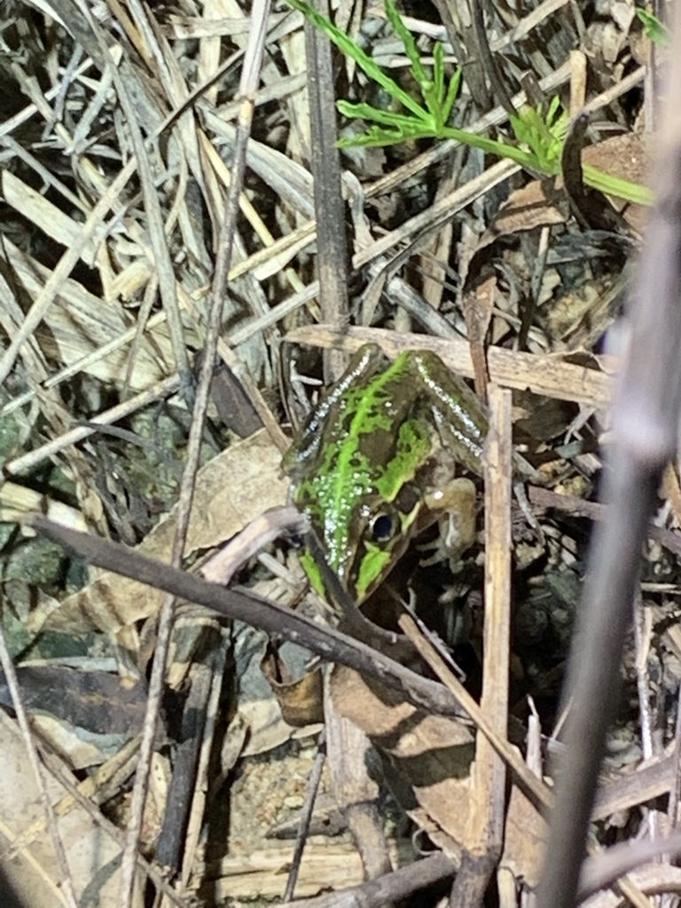 Striped Burrowing Frog from Woodstock-Cleveland-Ross, Toonpan, QLD, AU ...