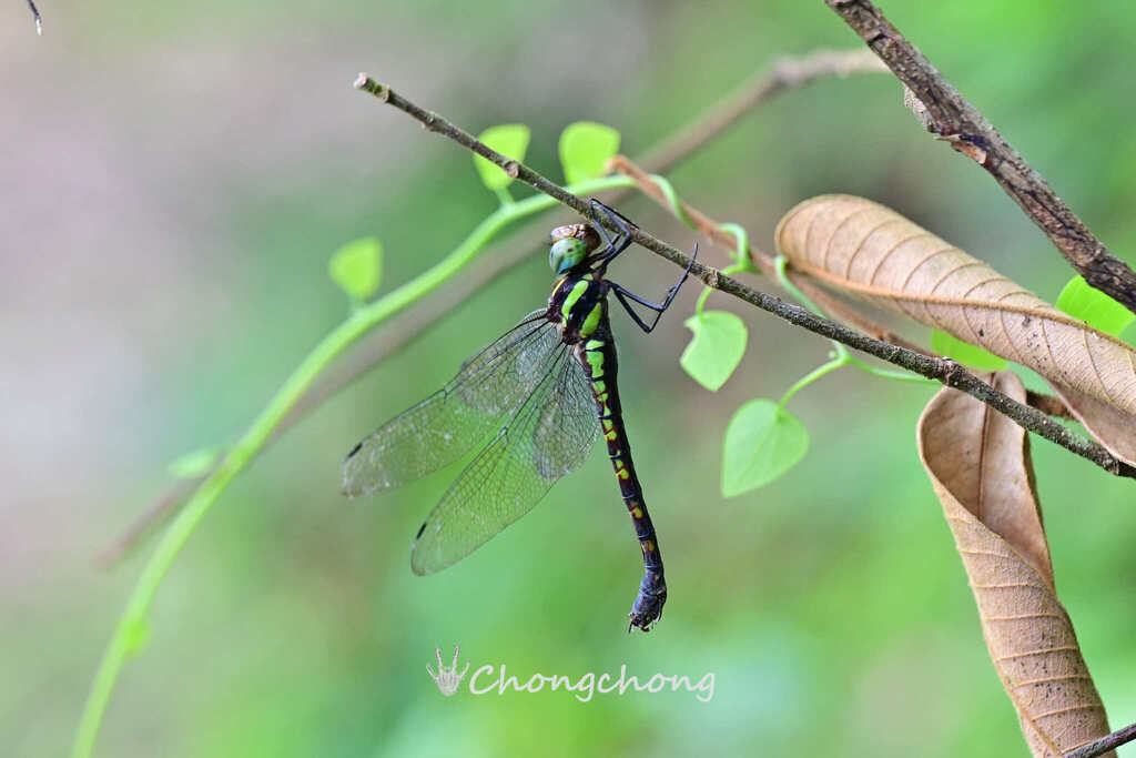 Indaeschna ornithocephala from 中国广东省韶关市始兴县P532+F6J 邮政编码: 512532 on ...